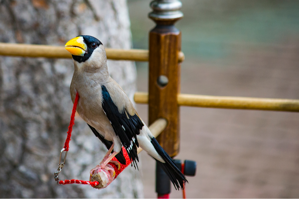 Something to Chew On: The Best Materials for Exotic Bird Perches - Todd ...