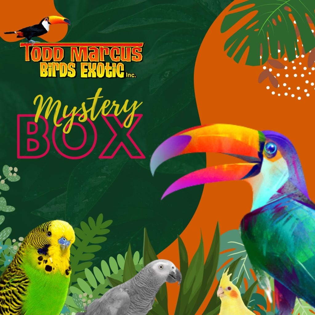 Shop - Todd Marcus Bird Exotic